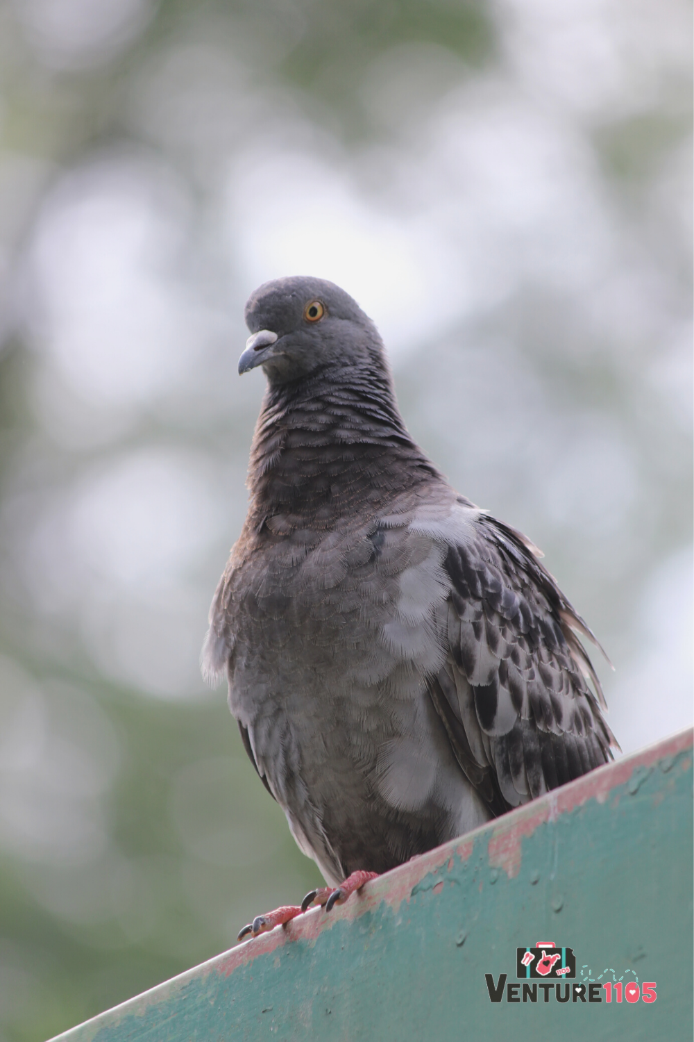 Pigeons At Work? What You Can Do Ethically - Venture1105